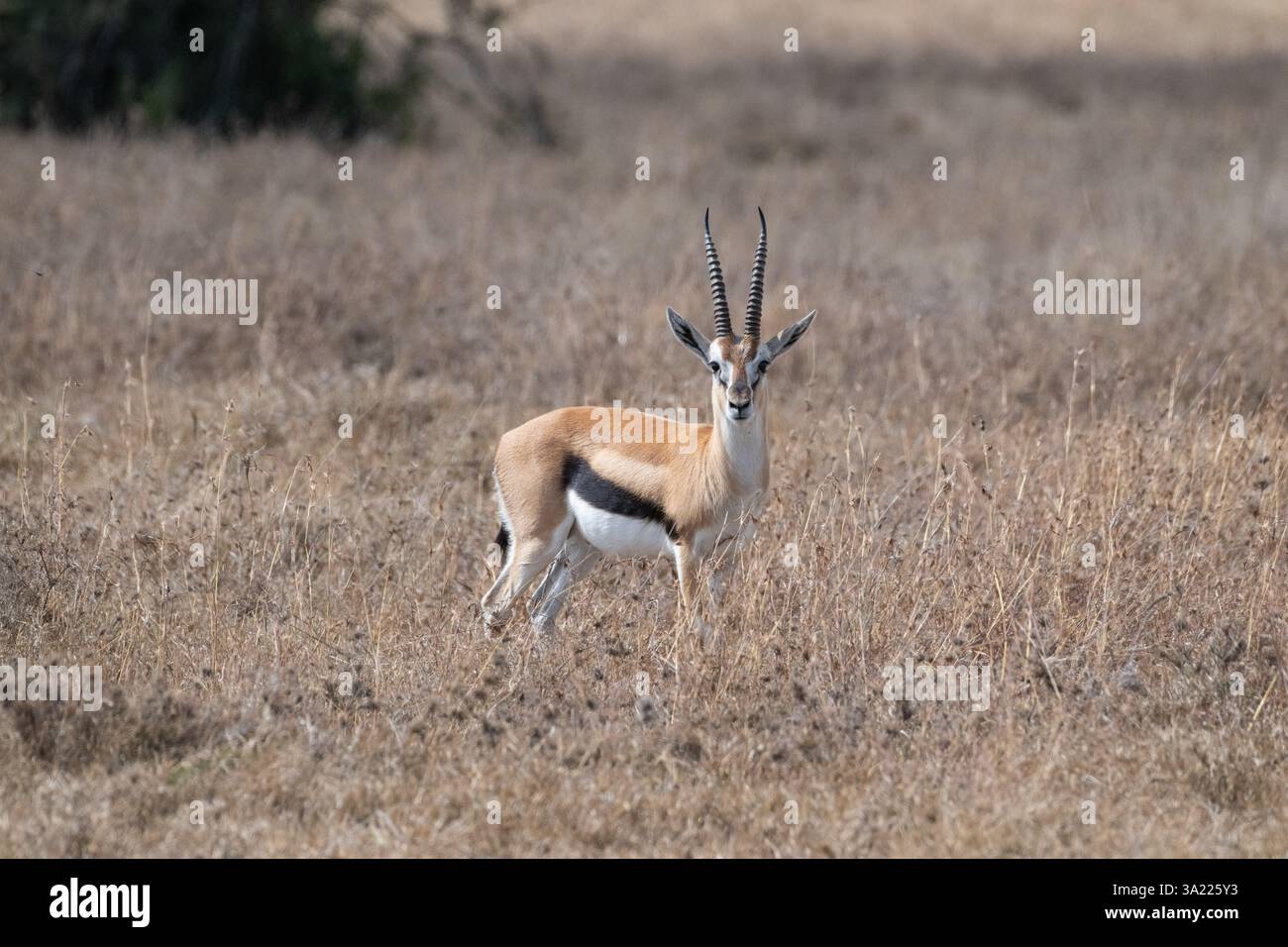Thomson's gazelle (Gazella rufifrons), also known as the red-fronted ...