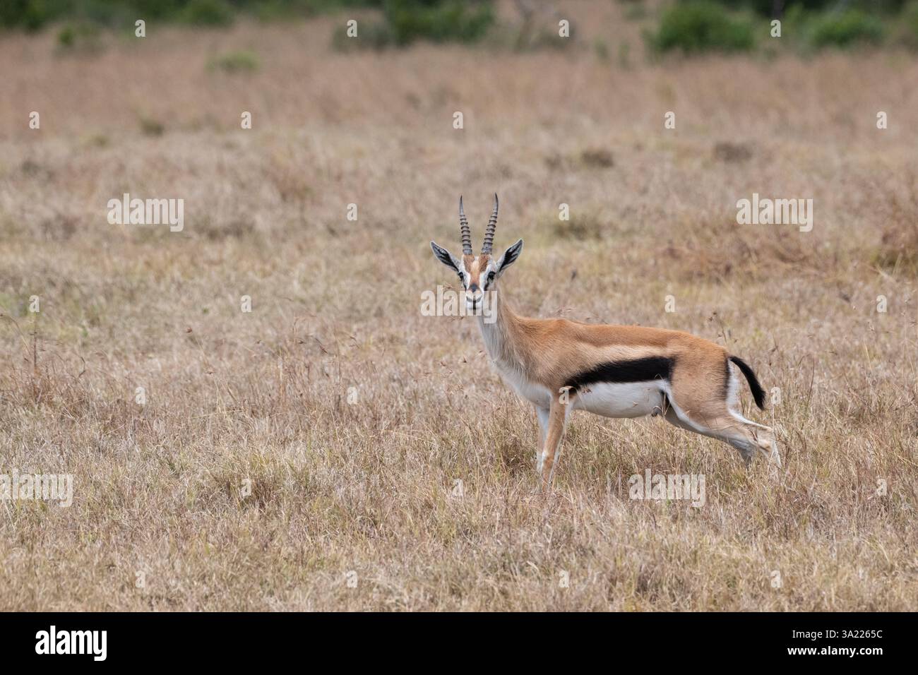 Thomson's gazelle (Gazella rufifrons), also known as the red-fronted ...