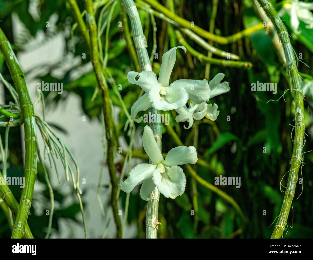 Dendrobium anosmum alba blossom with natural green background, White ...