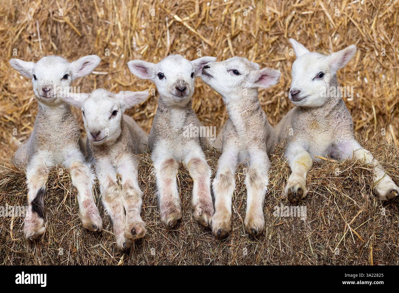 Shapwick, UK 11th Mar 2025.The Famous Five ! Five lambs have been born ...
