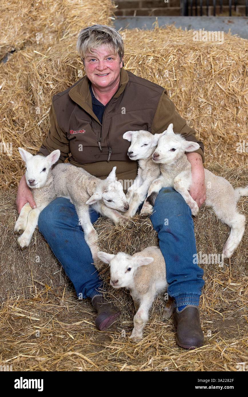 Shapwick, UK 11th Mar 2025.The Famous Five ! Five lambs have been born ...