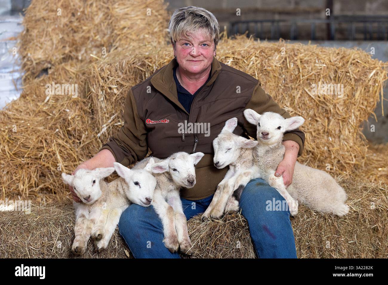 Shapwick, UK 11th Mar 2025.The Famous Five ! Five lambs have been born ...