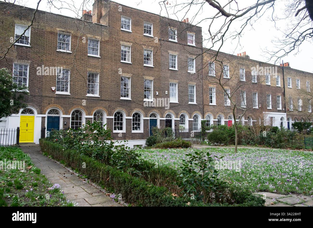 Crocuses and snowdrops in bloom growing in front garden lawn of row ...