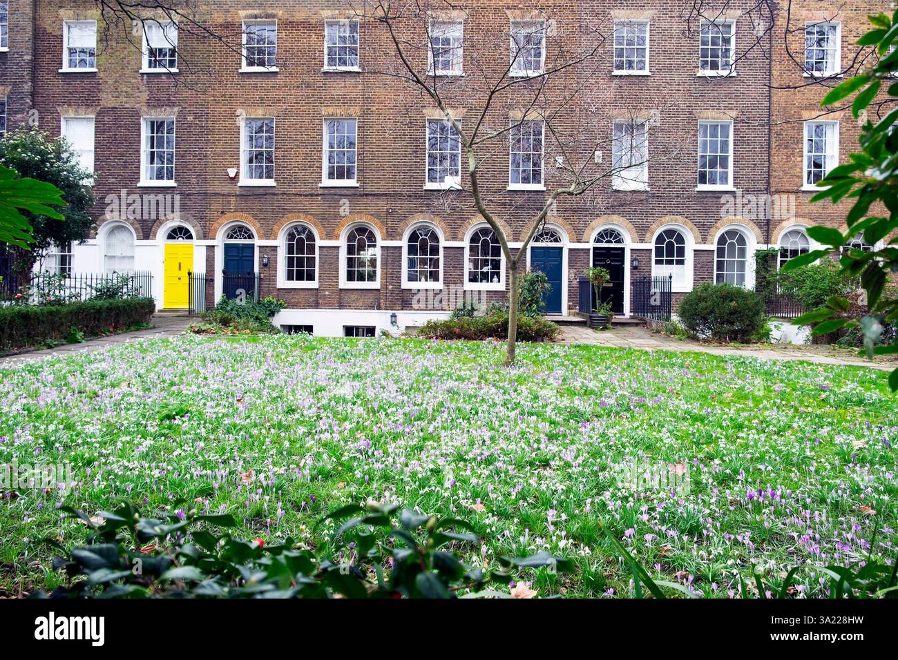 Crocuses and snowdrops in bloom growing in front garden lawn of row ...