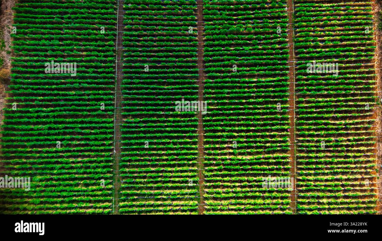 Aerial view of the agricultural area on the mountain. Farmers are ...