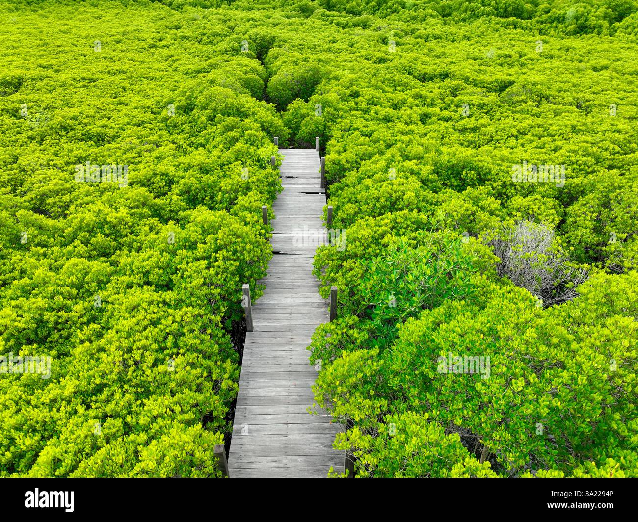 Aerial view green mangrove forest. Carbon storage, climate change ...