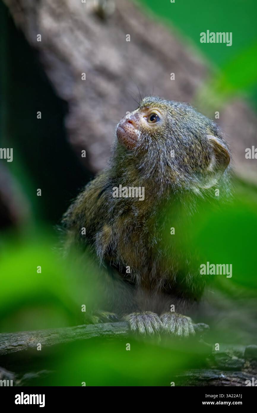 Western pygmy marmoset, Callithrix pygmaea, one of the smallest monkeys ...
