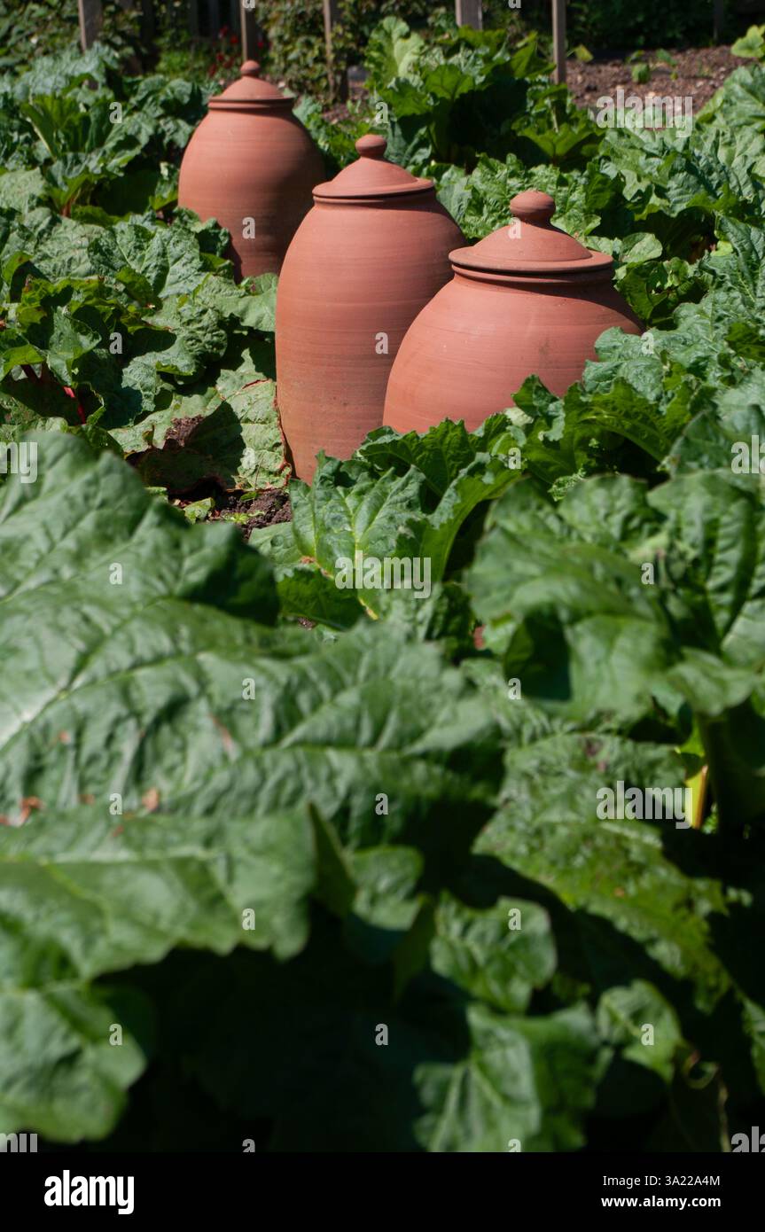 Big rhubarb leaves with traditional terracotta forcing jars behind in ...