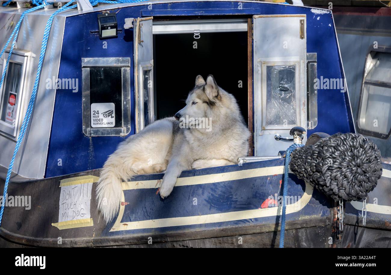 London, UK. Regent's Canal, Camden - dog living on a narrow boat ...