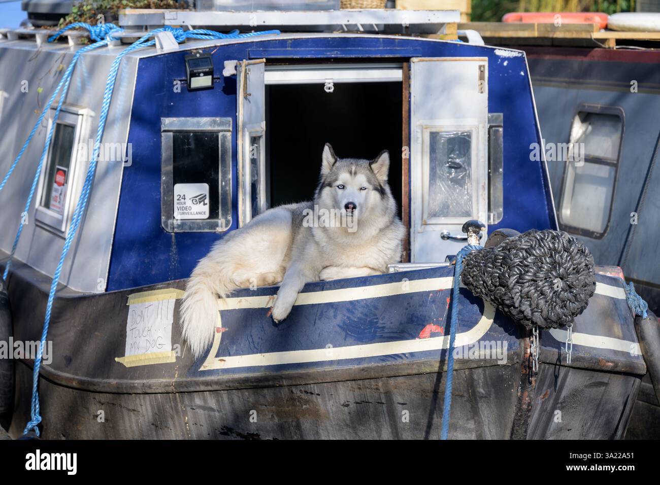 London, UK. Regent's Canal, Camden - dog living on a narrow boat ...