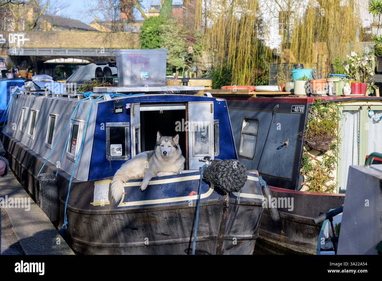 London, UK. Regent's Canal, Camden - dog living on a narrow boat / barge Stock Photo - Alamy