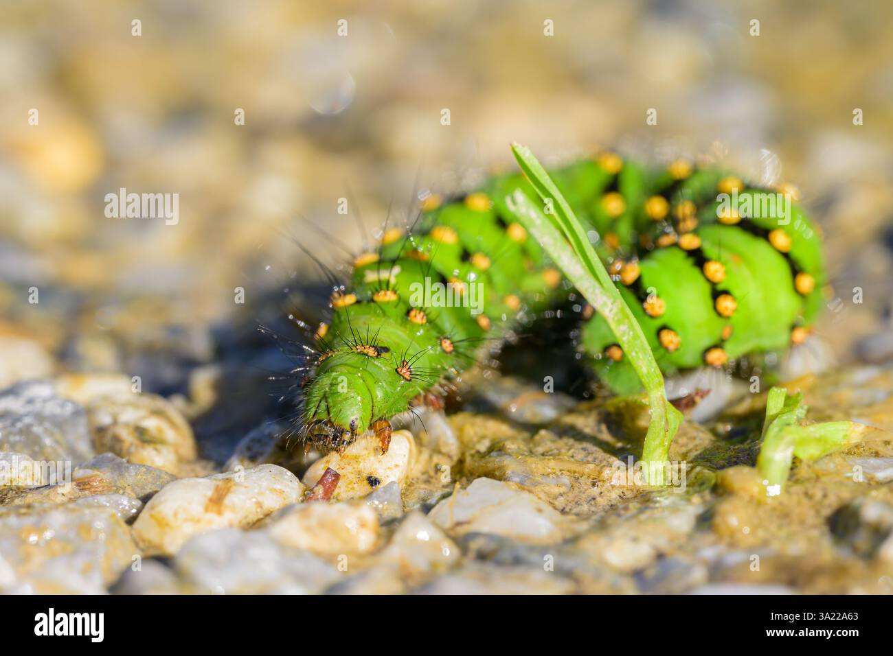 Colorful green caterpillar of a Small Emperor Moth crawling on the ...