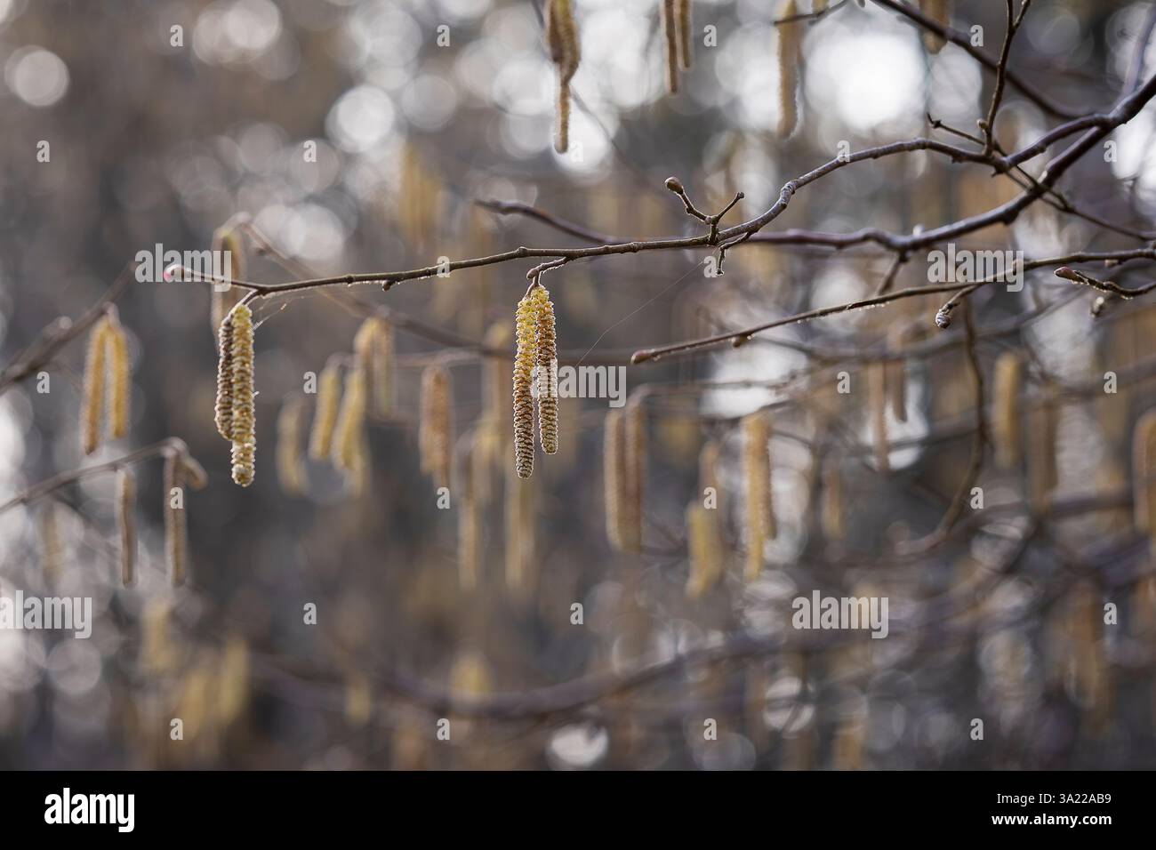 Common hazel - Corylus avellana - male catkins close up. Pale yellow ...