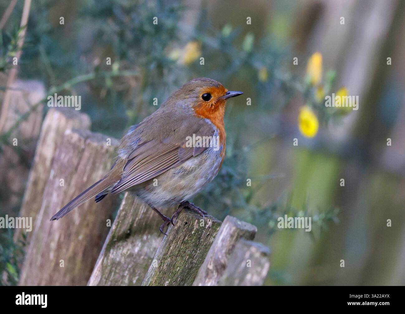 Northern ireland spring 2025 hi-res stock photography and images - Alamy