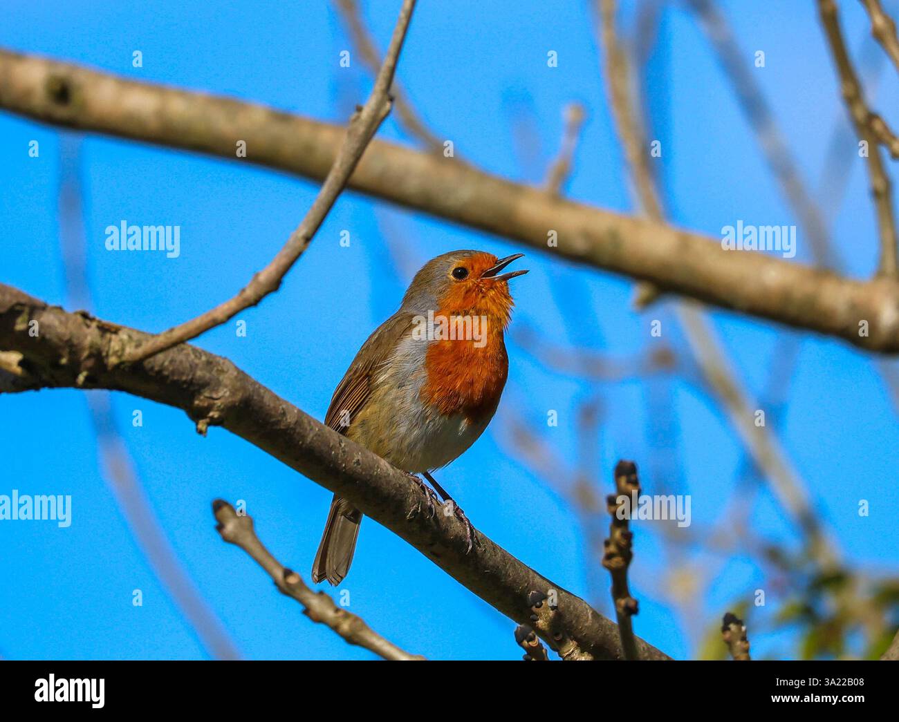 March uk weather 2025 robin uk spring 2025 hi-res stock photography and ...