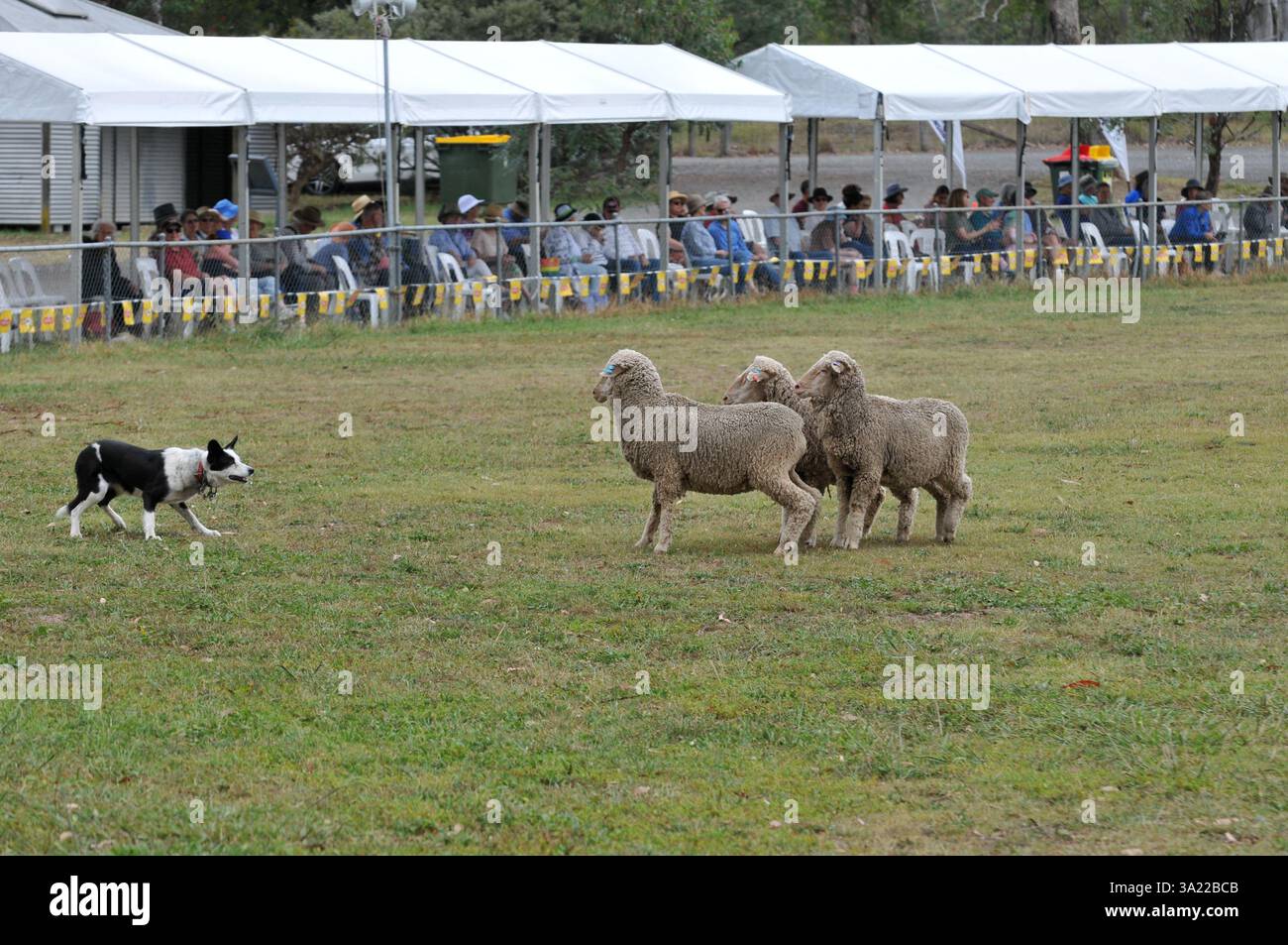 Canberra, Australia. 11th Mar, 2025. A sheep dog competes during the ...