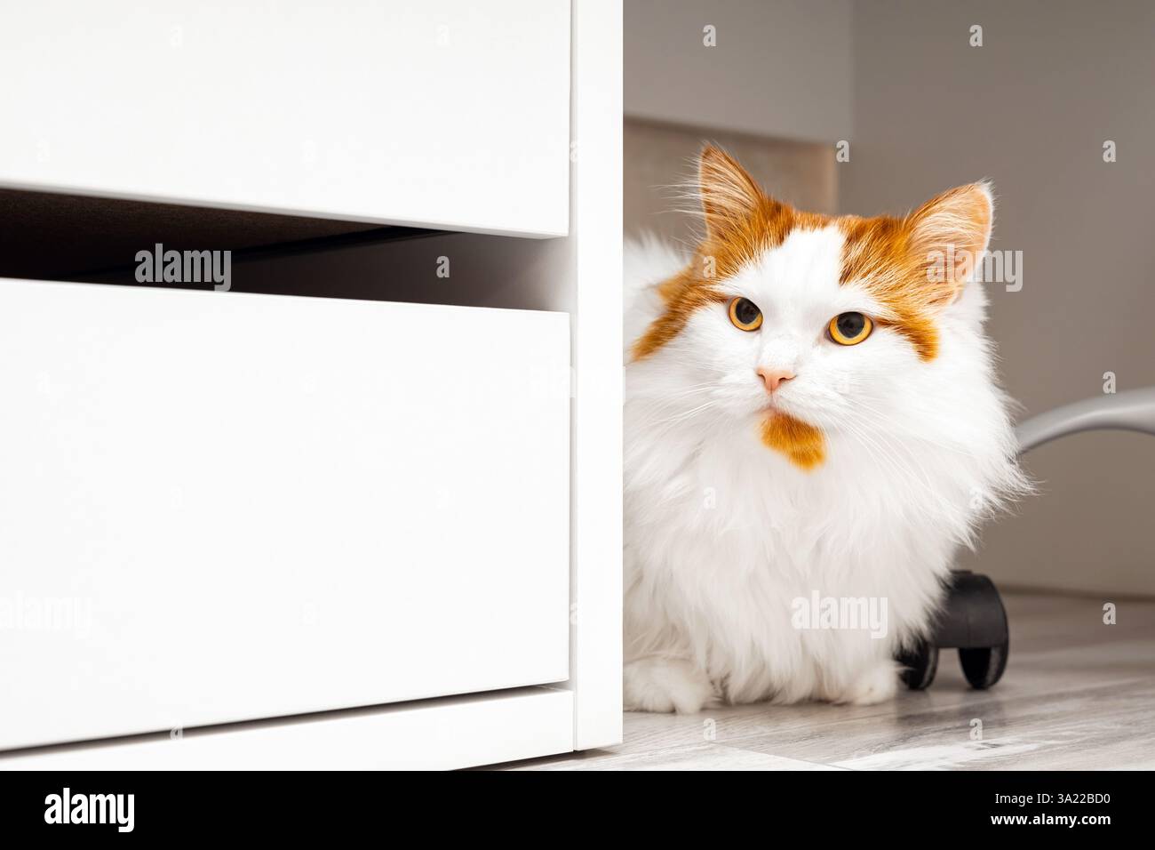 white cat with red head hiding under table. the cat is peeking out from ...