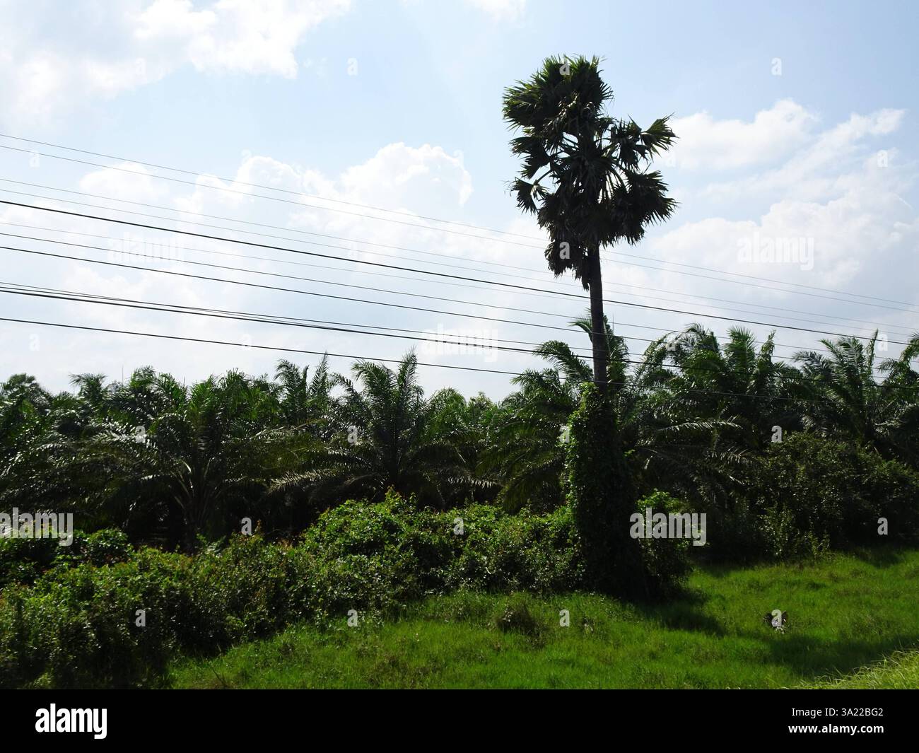 RECORD DATE NOT STATED Palmen, Plantage, Zugreise, Holzklasse, von ...