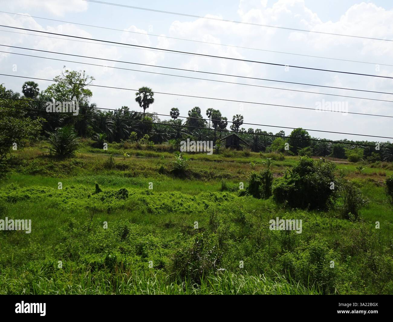 RECORD DATE NOT STATED Palmen, Plantage, Zugreise, Holzklasse, von ...