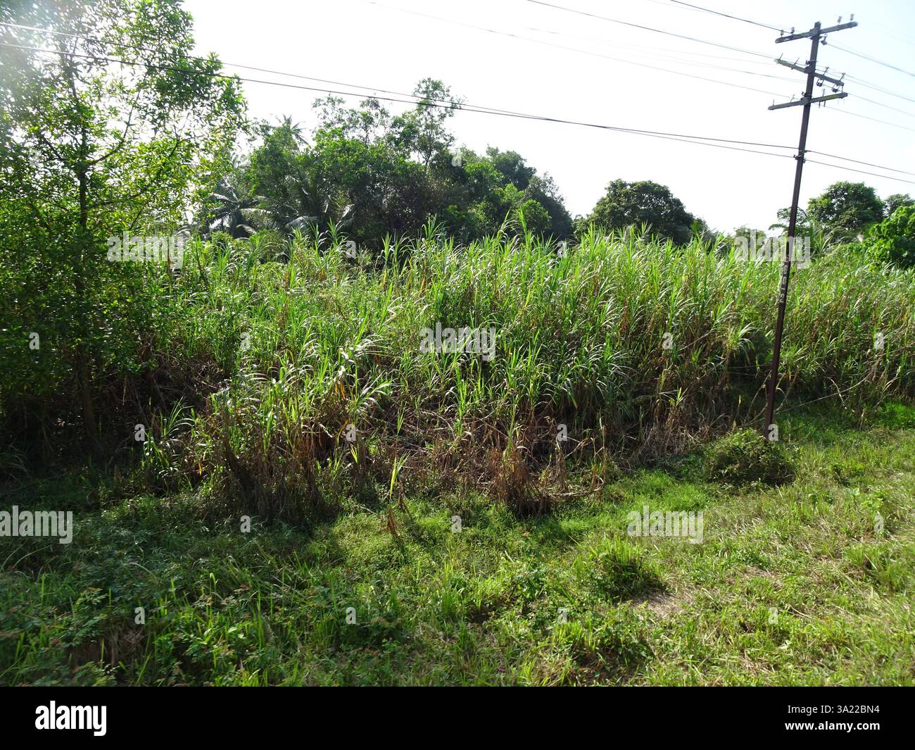 RECORD DATE NOT STATED Zugreise, Holzklasse, von Surat Thani nach ...