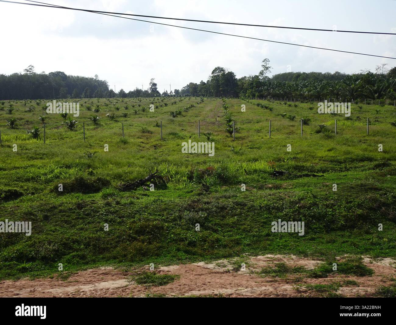 RECORD DATE NOT STATED Palmen, Plantage, Zugreise, Holzklasse, von ...