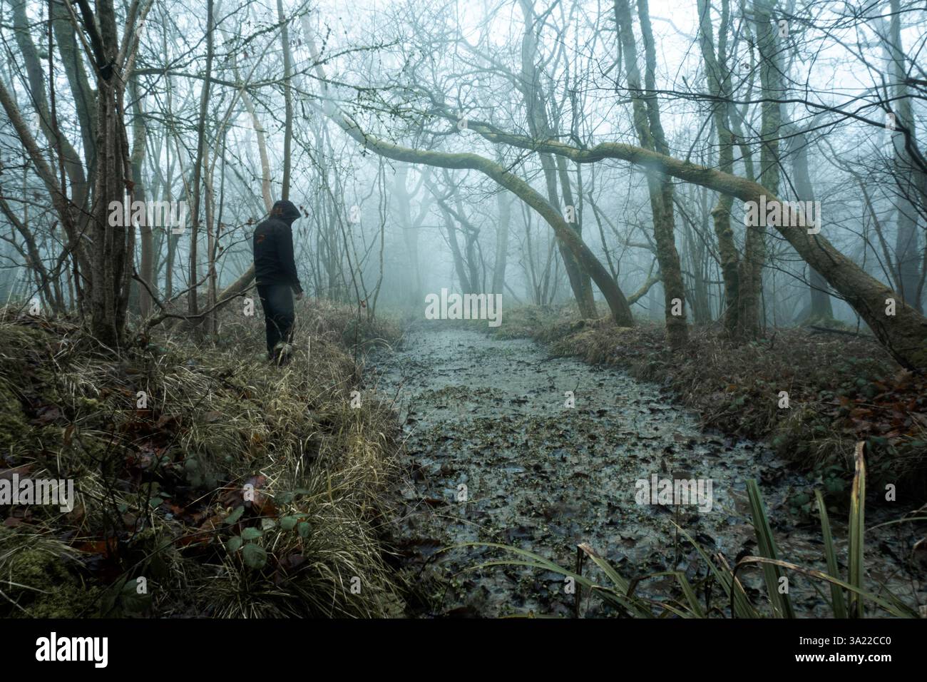 A spooky hooded figure, standing in a forest on an eerie foggy winters ...