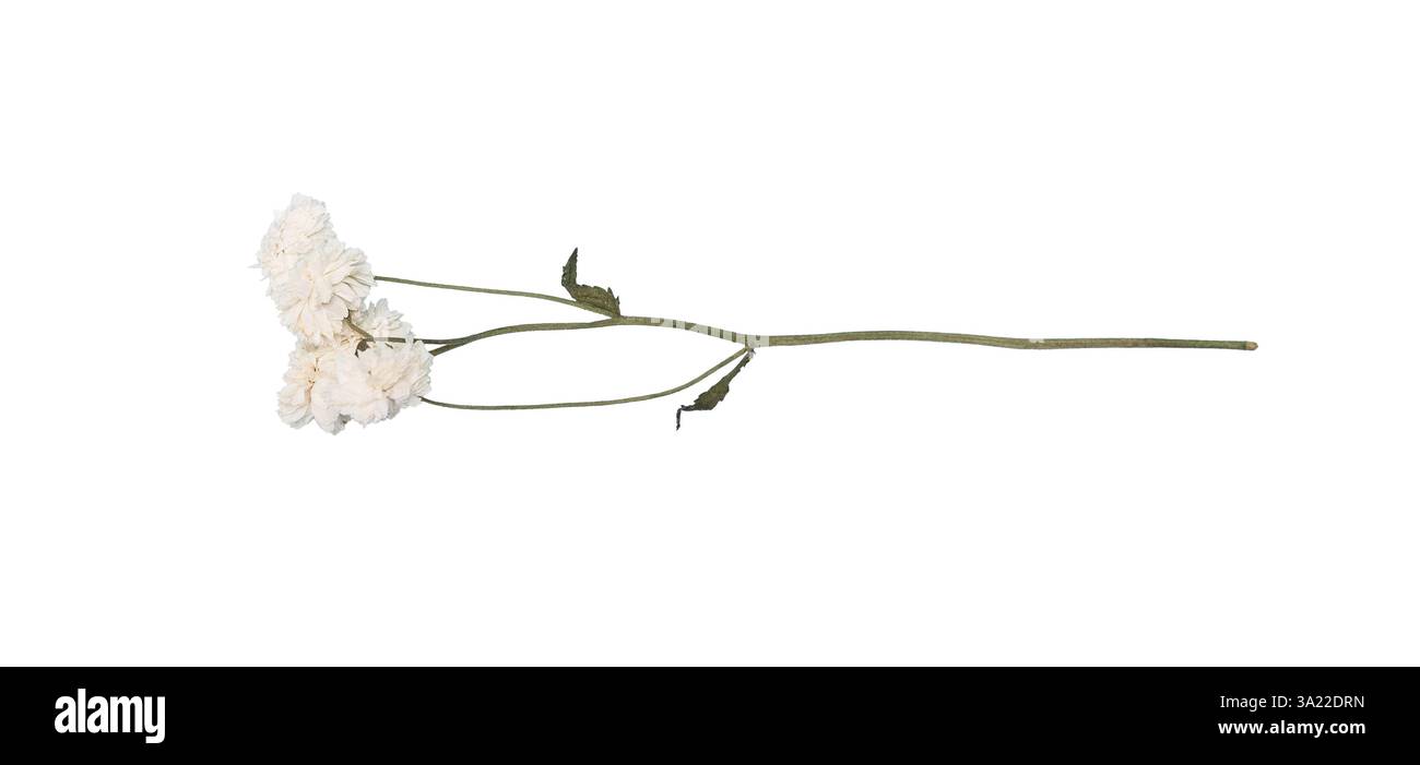 Featuring white petals Cut Out Stock Images & Pictures - Alamy