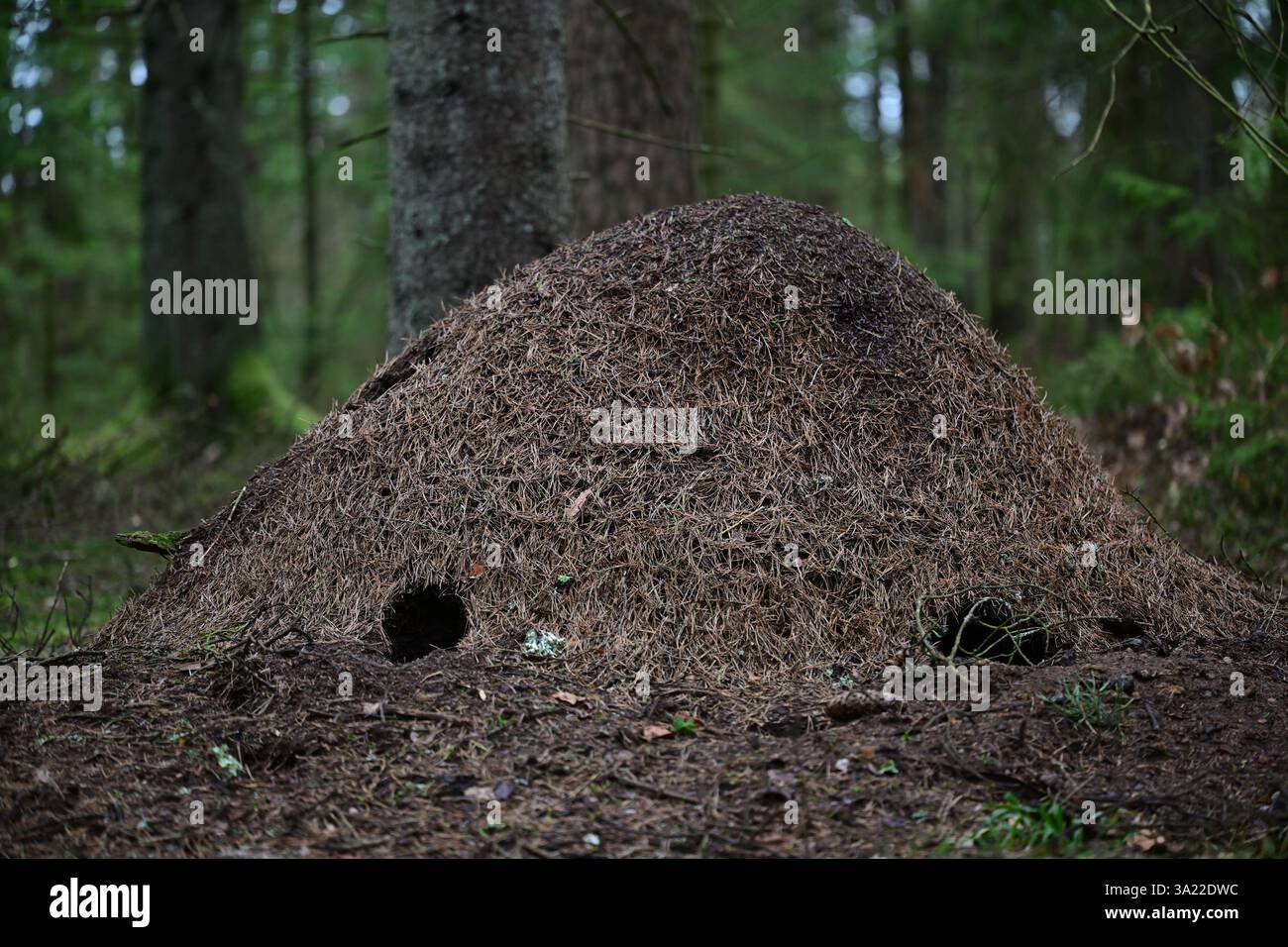 Smedhult, Skåne, Sweden. March 11 2025. Swedish forest landscape. Ant ...