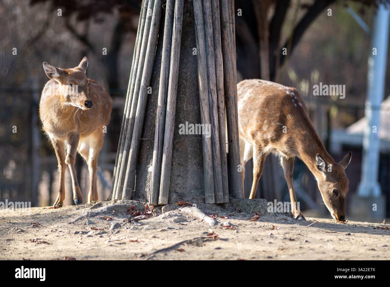 Deer corral enclosure in Seoul Forest park in Seongdong District in ...