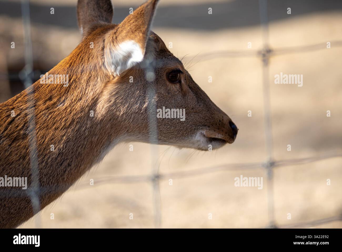 Deer corral enclosure in Seoul Forest park in Seongdong District in ...