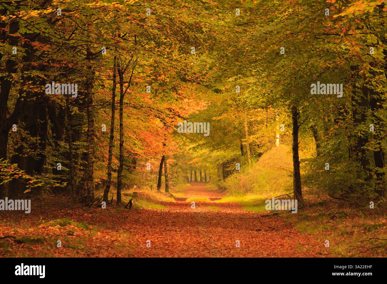 Autumn in the forest in the Netherlands with beautiful colors Stock ...