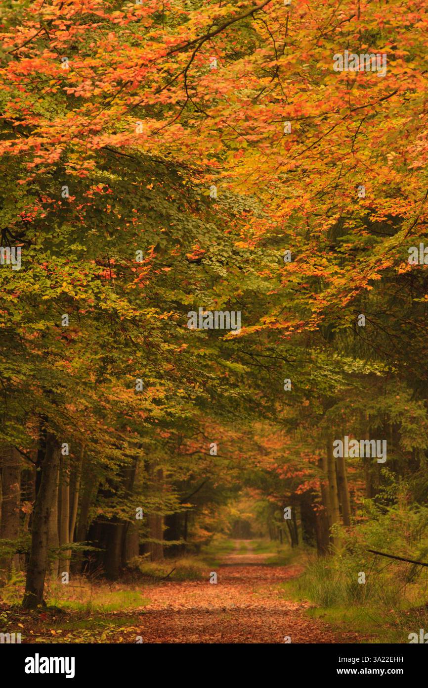Autumn in the forest in the Netherlands with beautiful colors Stock ...