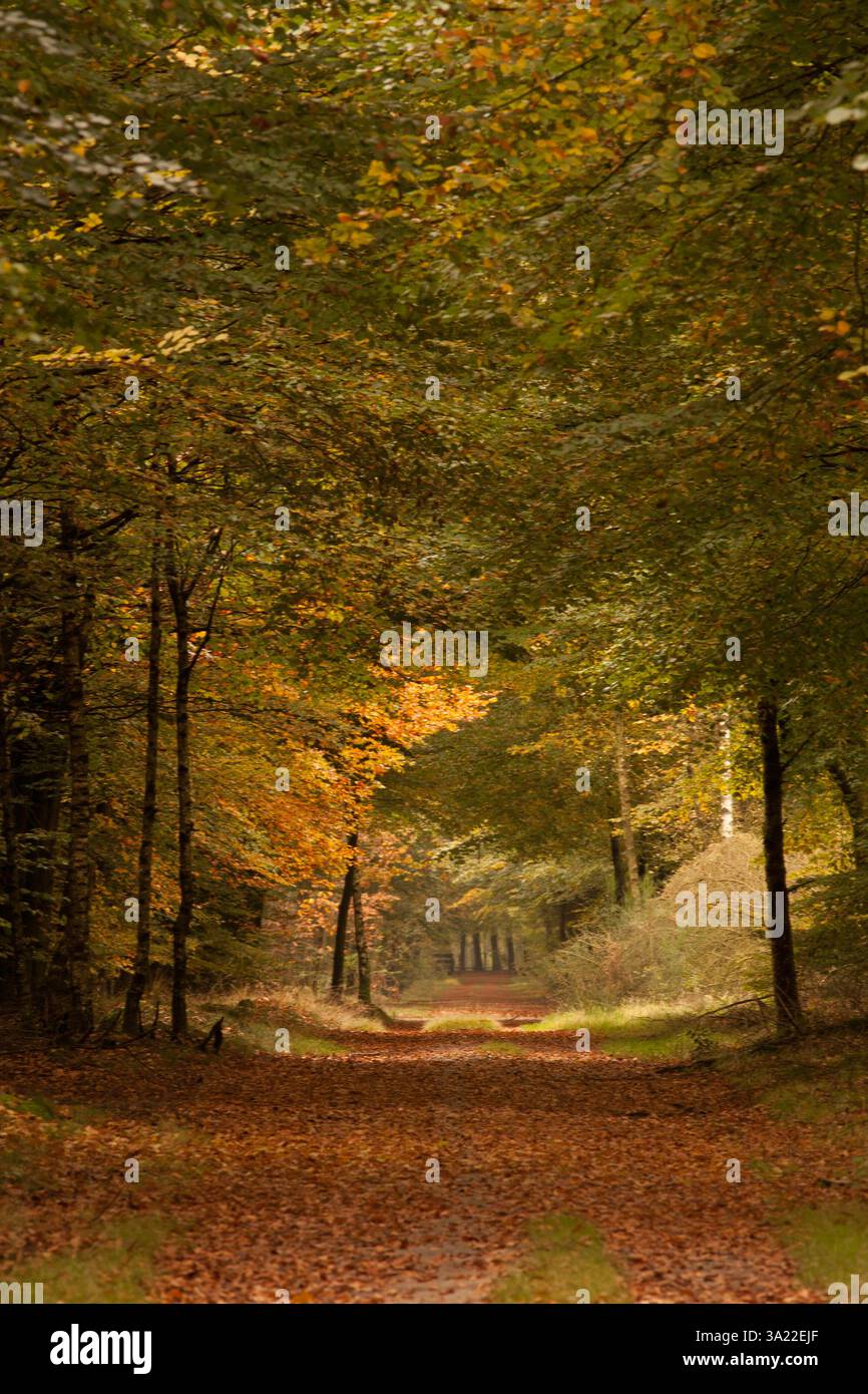 Autumn in the forest in the Netherlands with beautiful colors Stock ...