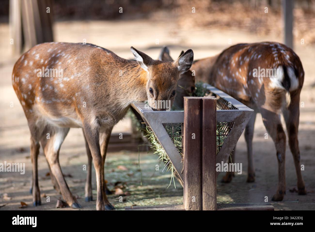 Deer corral enclosure in Seoul Forest park in Seongdong District in ...