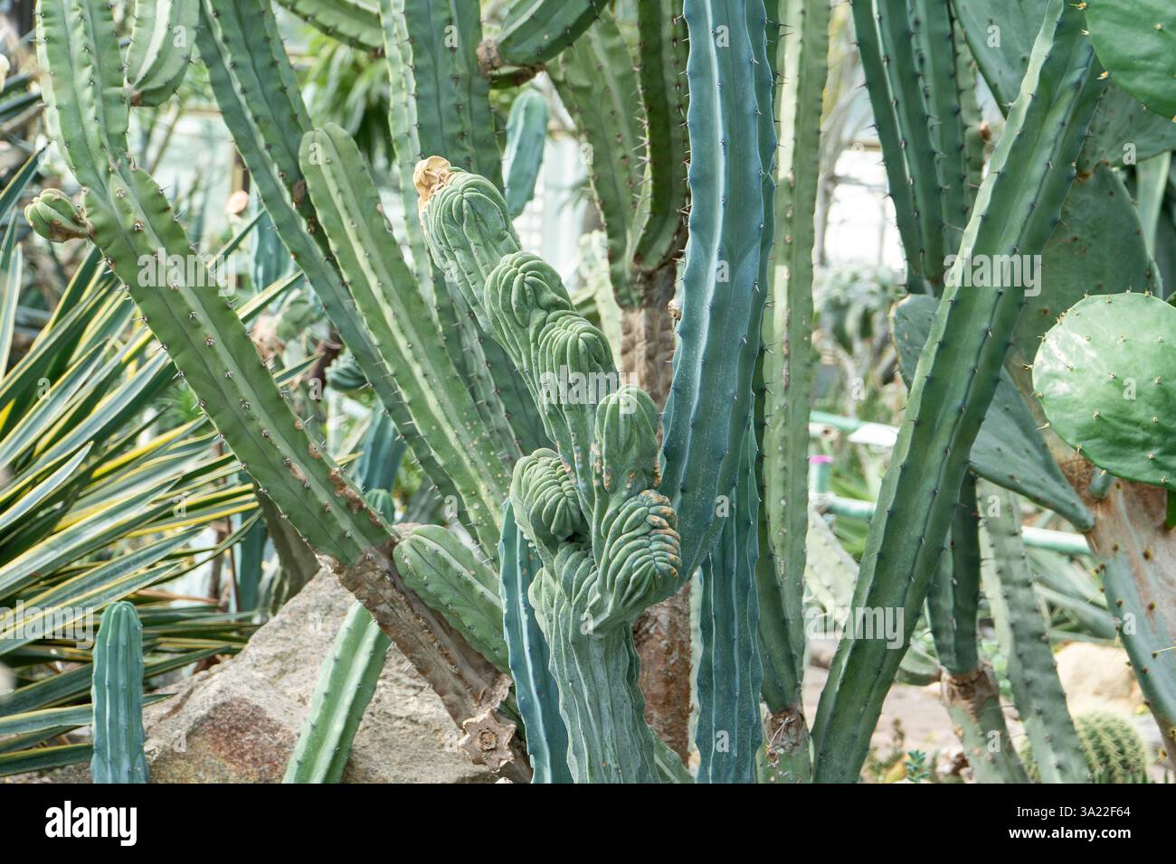 Cacti of different types, shapes Succulent plants. Flowers with thorns ...