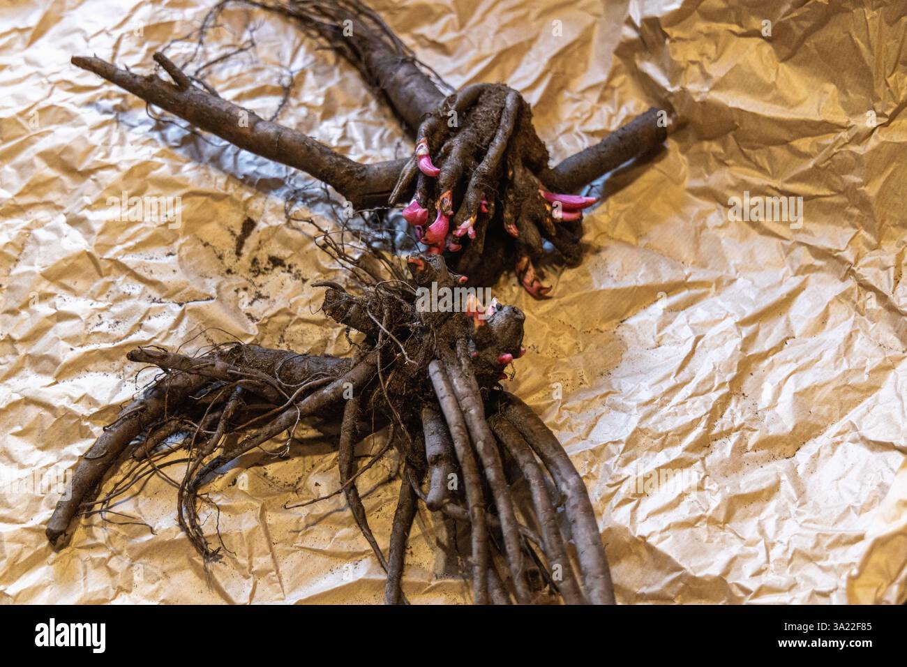 Large roots of herbaceous peony with buds and roots before planting ...