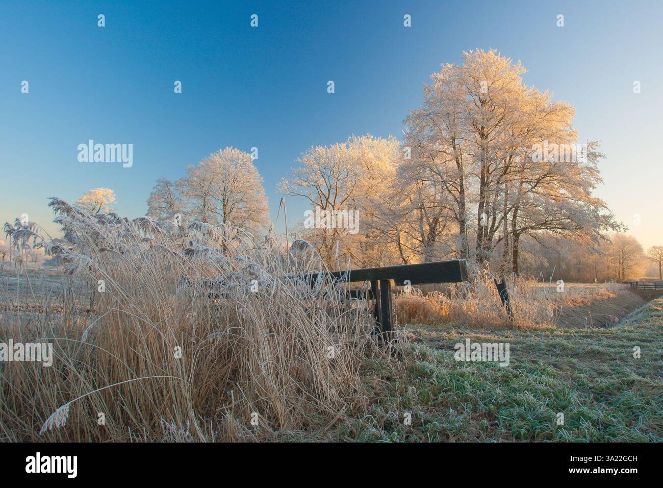 Golden sunlight is glowing on the trees in winter with a clear blue sky ...