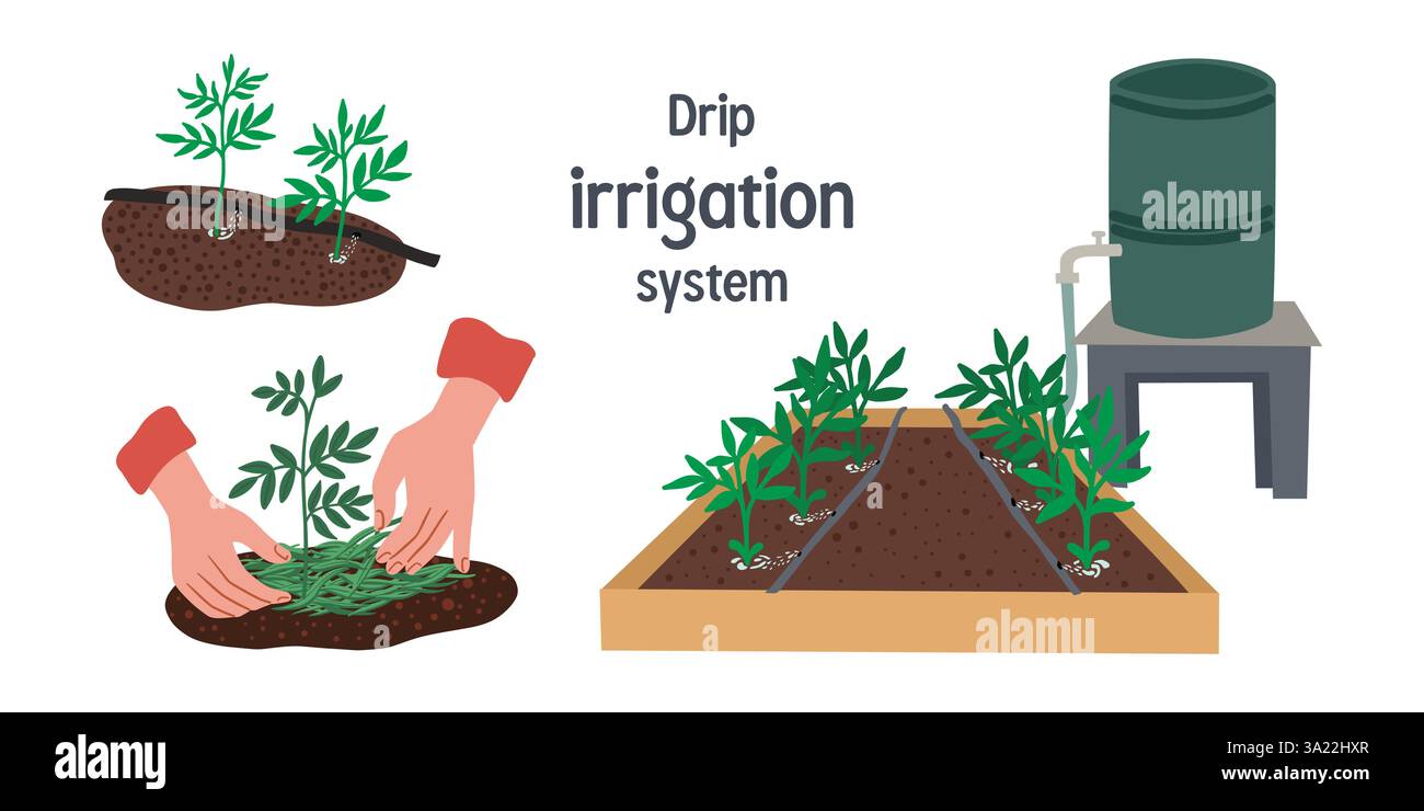 Set of illustration about Drip irrigation system Stock Vector Image ...
