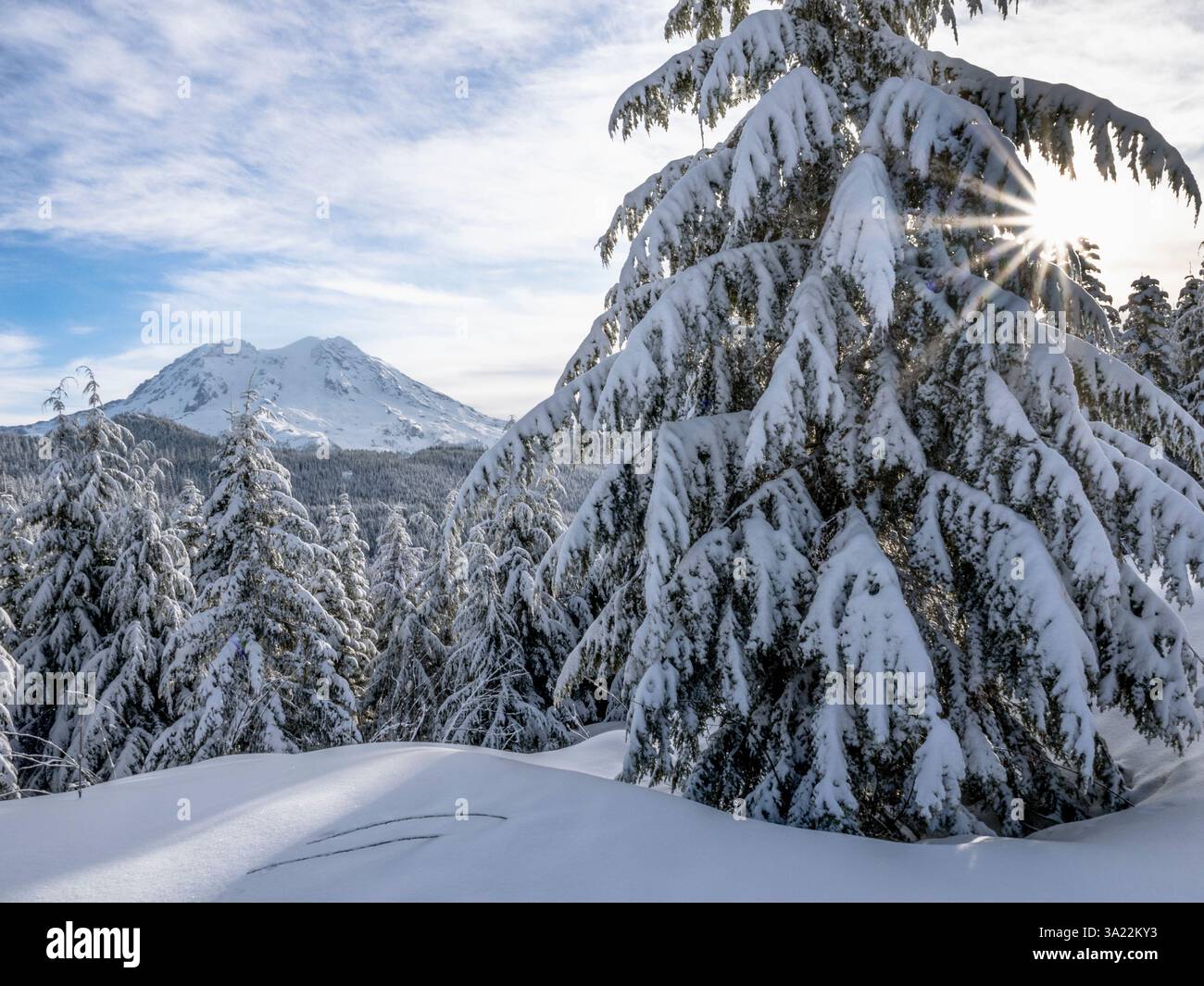 WA26420-00......WASHINGTON -Mount Rainier from Trooper Ridge of the ...