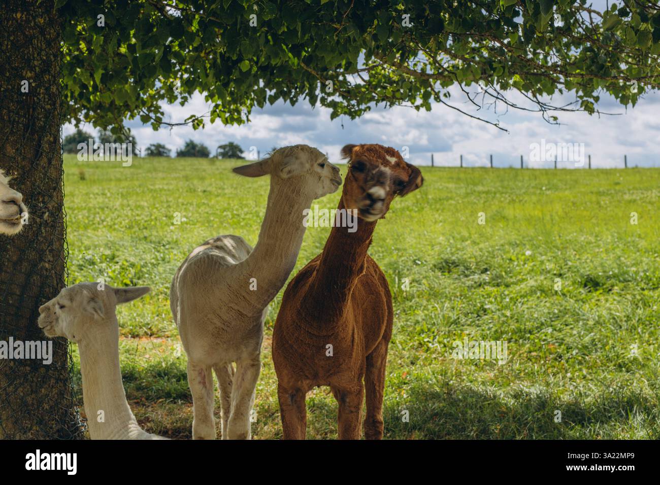 Group of alpacas standing under tree,resting in the shade.Fluffy wool ...