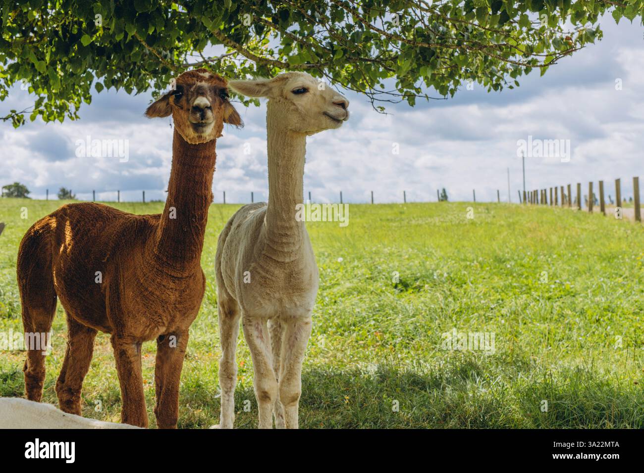 Group of alpacas standing under tree,resting in the shade.Fluffy wool ...