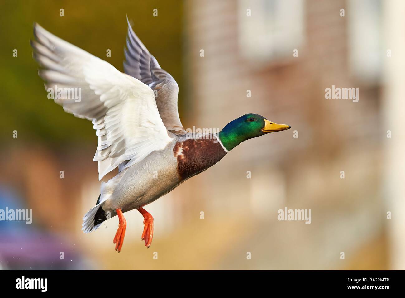 Female mallard duck flying inflight hi-res stock photography and images ...