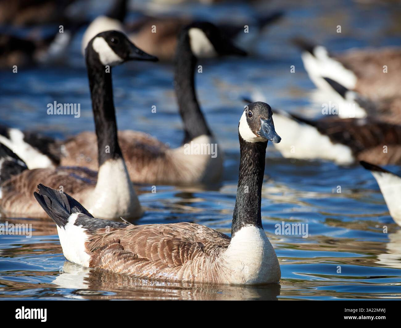 Canadian geese swimming in water Stock Photo - Alamy