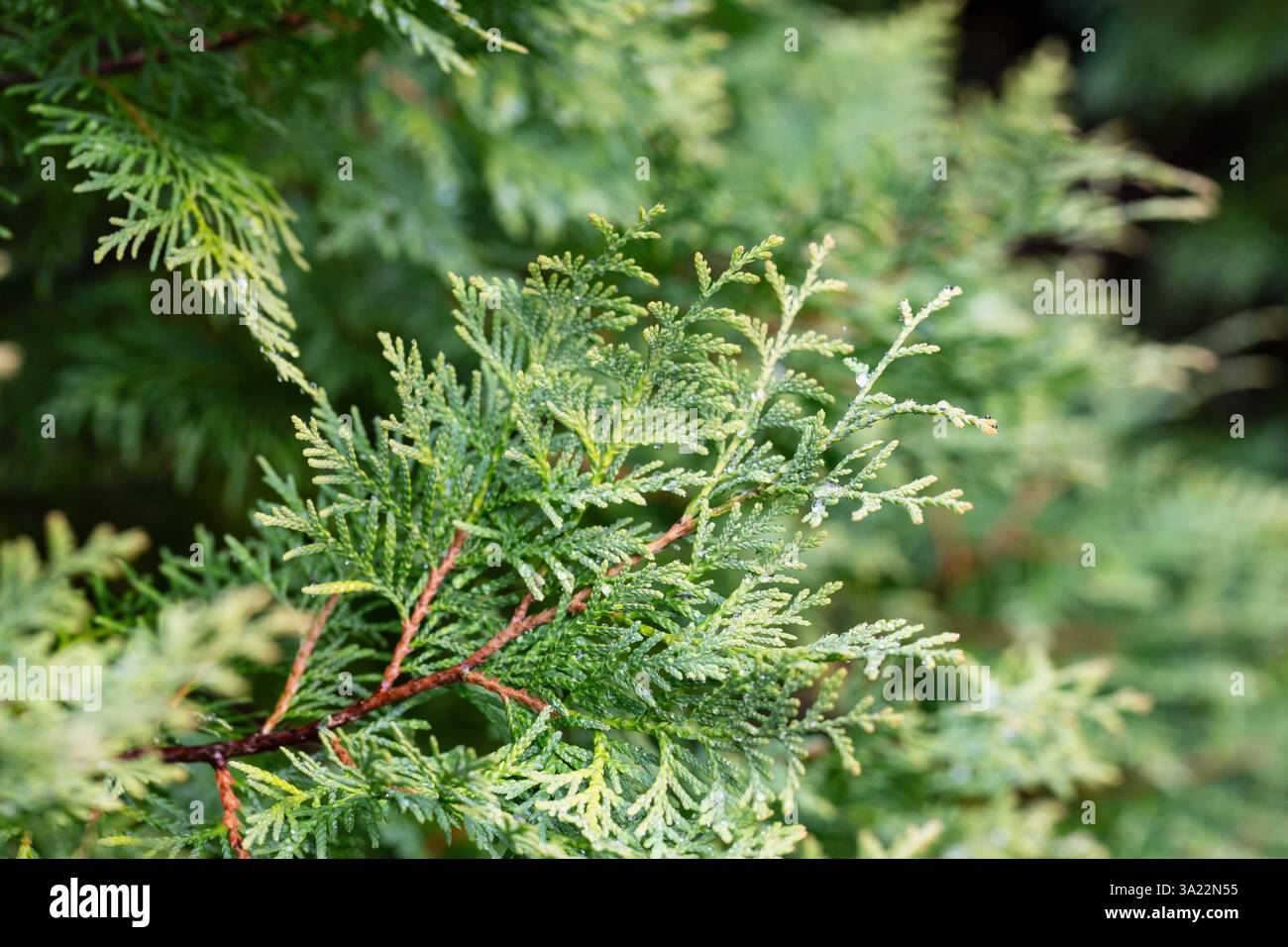 Thuja occidentalis. Green thuja tree branches, background Stock Photo ...