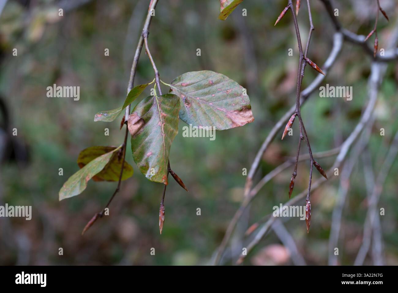 Beech forest, form purple drooping, branches with leaves Stock Photo ...