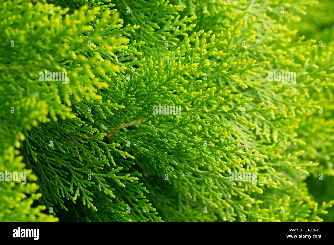 Japanese cypress Hinoki tree ( Chamaecyparis obtusa ) close up ...