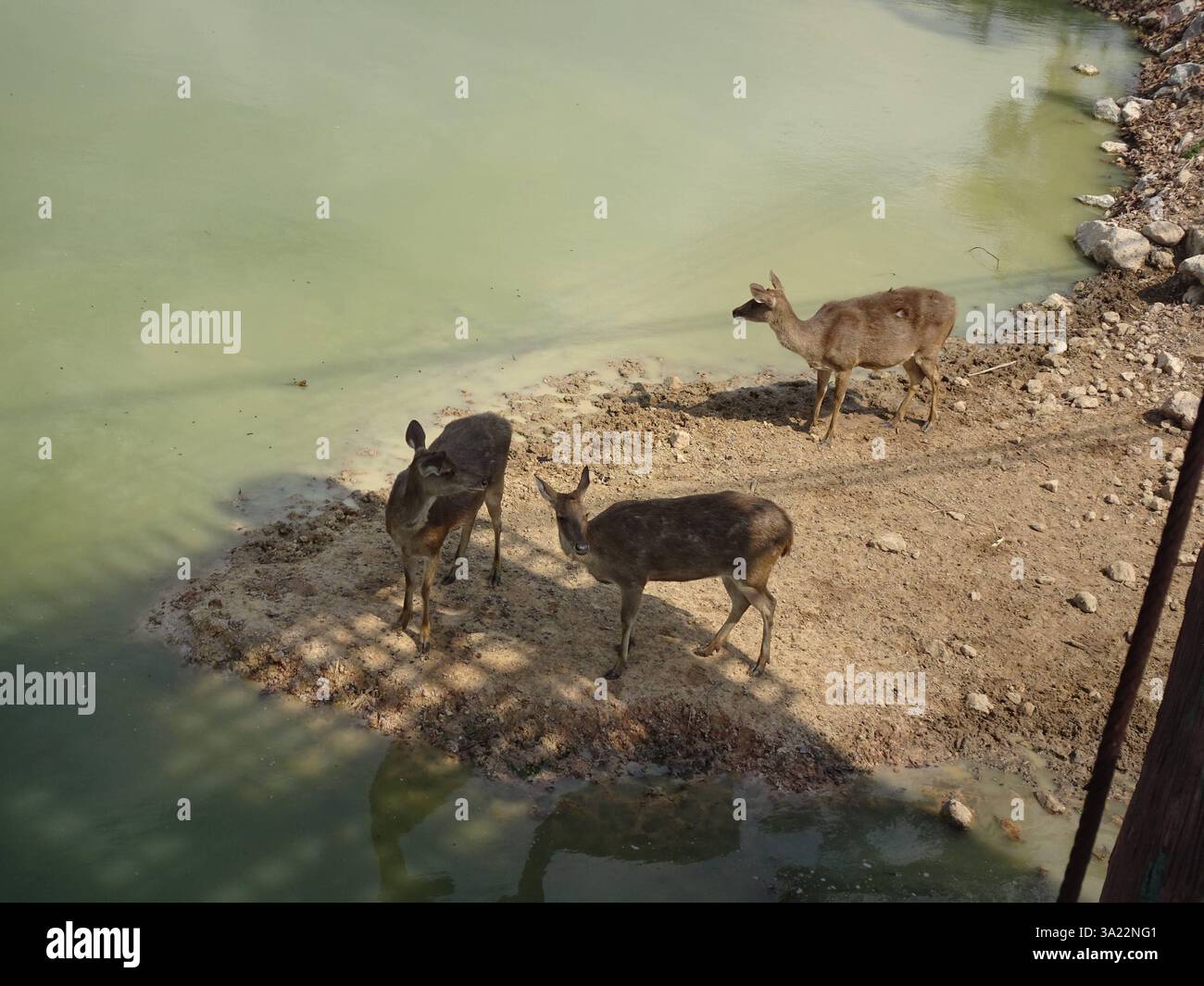 Suspension Bridge, Reservat, Wildtiere, Rehe, Hirsche, Chumphon ...
