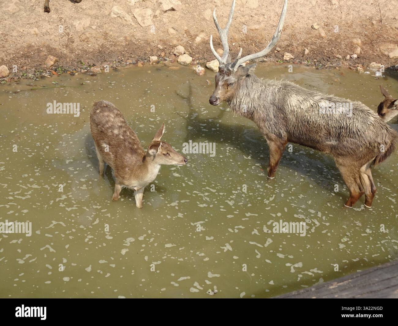 Suspension Bridge, Reservat, Wildtiere, Rehe, Hirsche, Chumphon ...