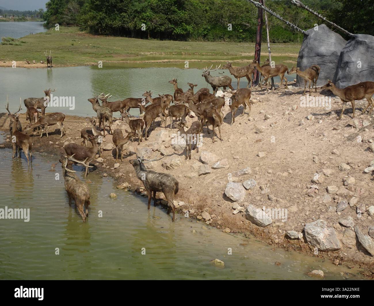 Suspension Bridge, Reservat, Wildtiere, Rehe, Hirsche, Chumphon ...
