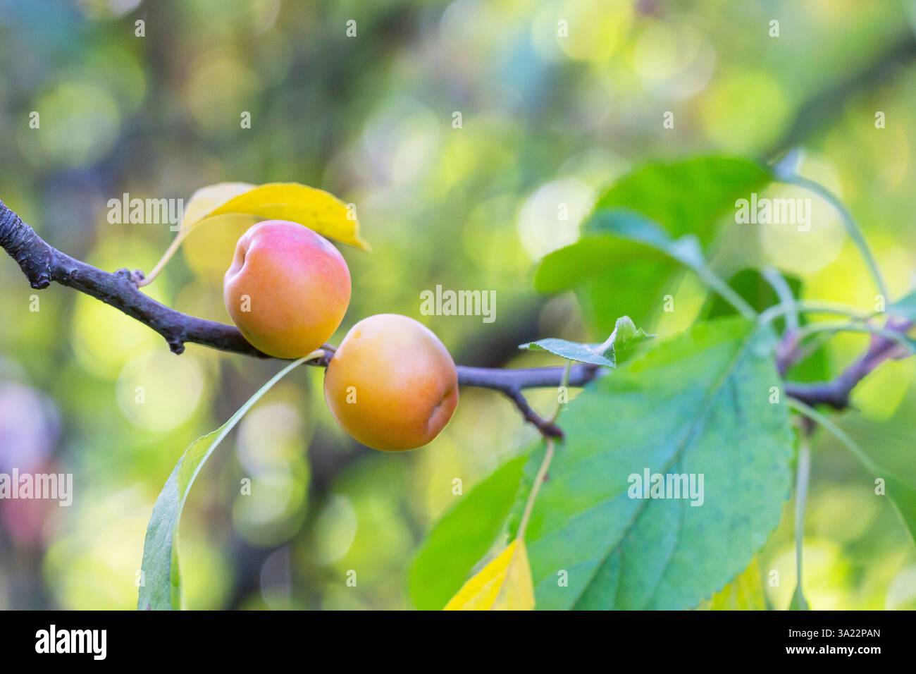 Crabapple tree full of green apple fruits. Malus baccata Stock Photo ...